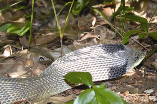 The Hog-nosed Snake